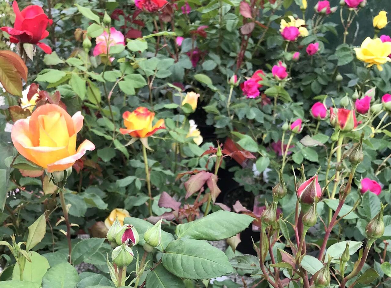 Rose Plants | West Melton Plant Nursery